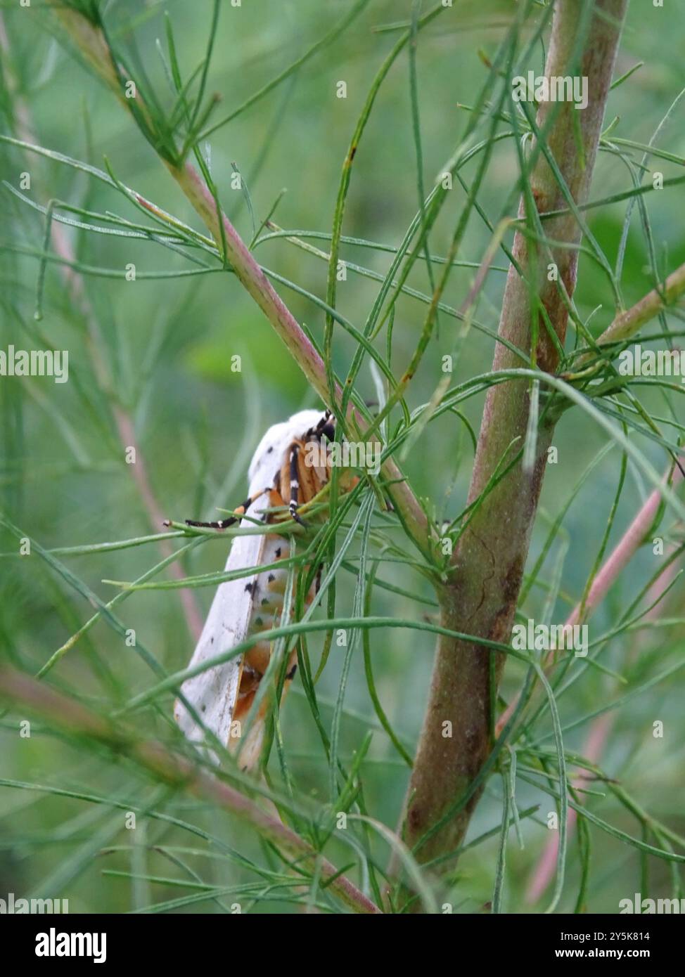 Salt Marsh Moth (Estigmene acrea) Insecta Stock Photo - Alamy
