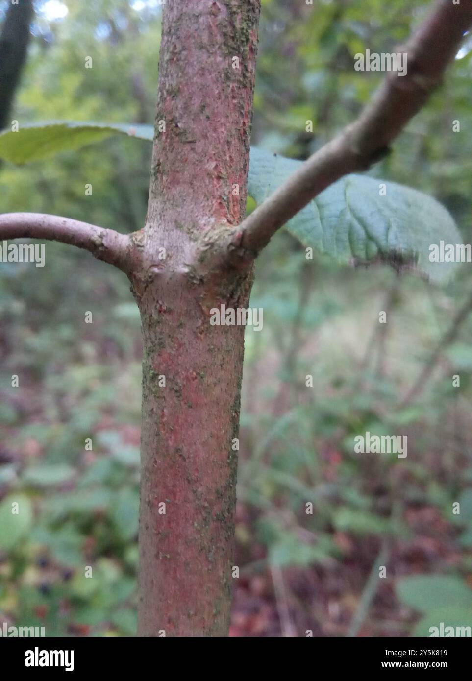 Wayfaring-tree (Viburnum lantana) Plantae Stock Photo - Alamy
