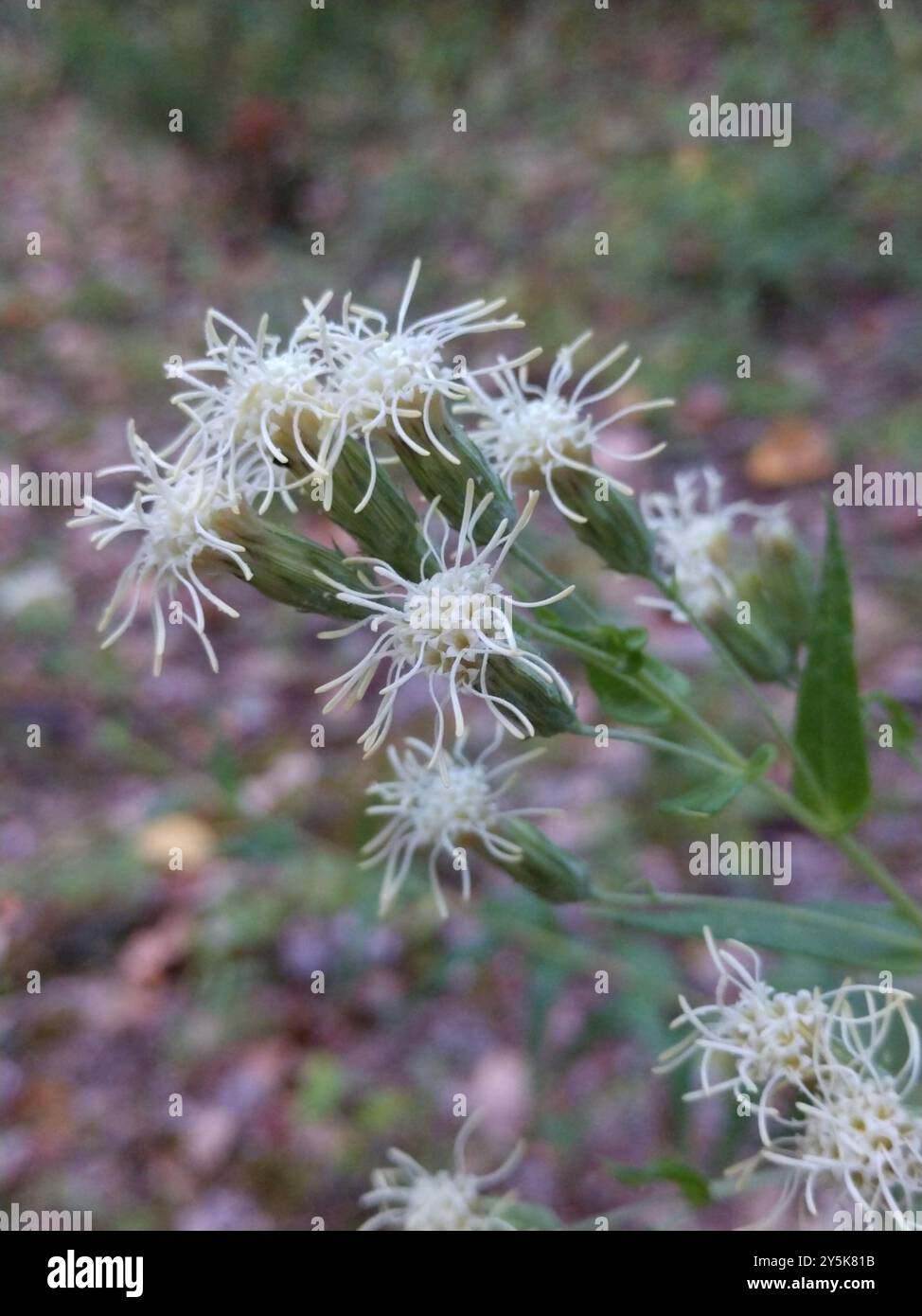 False Boneset (Brickellia eupatorioides) Plantae Stock Photo - Alamy
