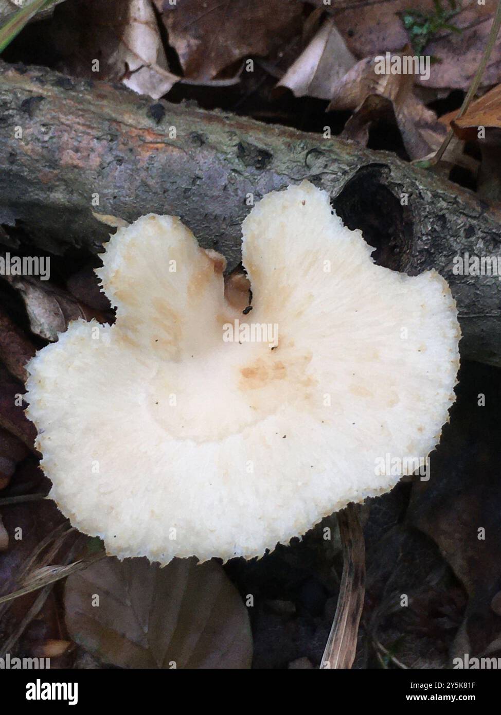 tuberous polypore (Polyporus tuberaster) Fungi Stock Photo - Alamy