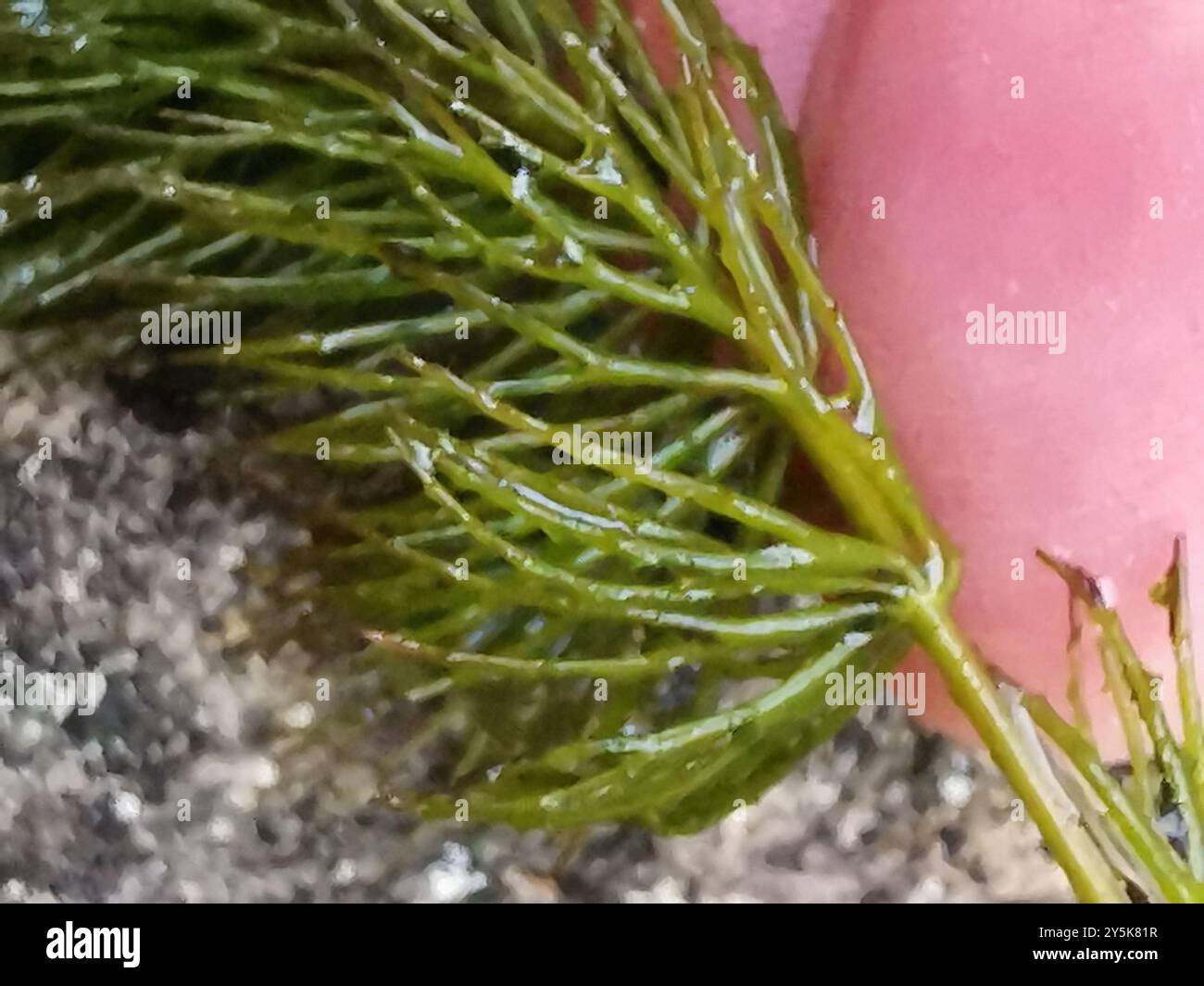 coontail (Ceratophyllum demersum) Plantae Stock Photo - Alamy