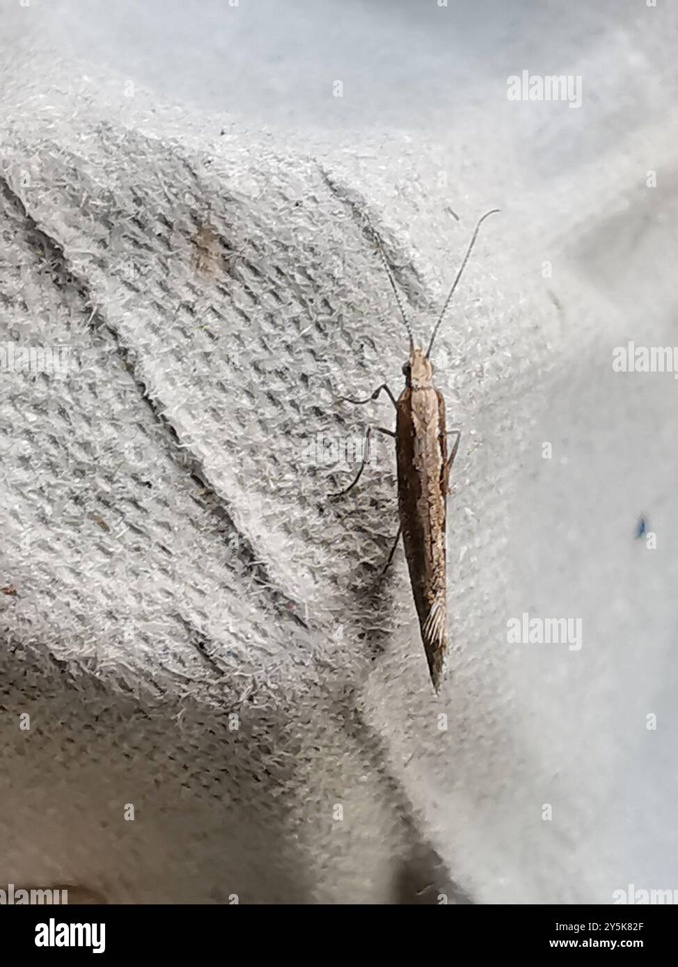 Diamondback Moth (Plutella xylostella) Insecta Stock Photo - Alamy