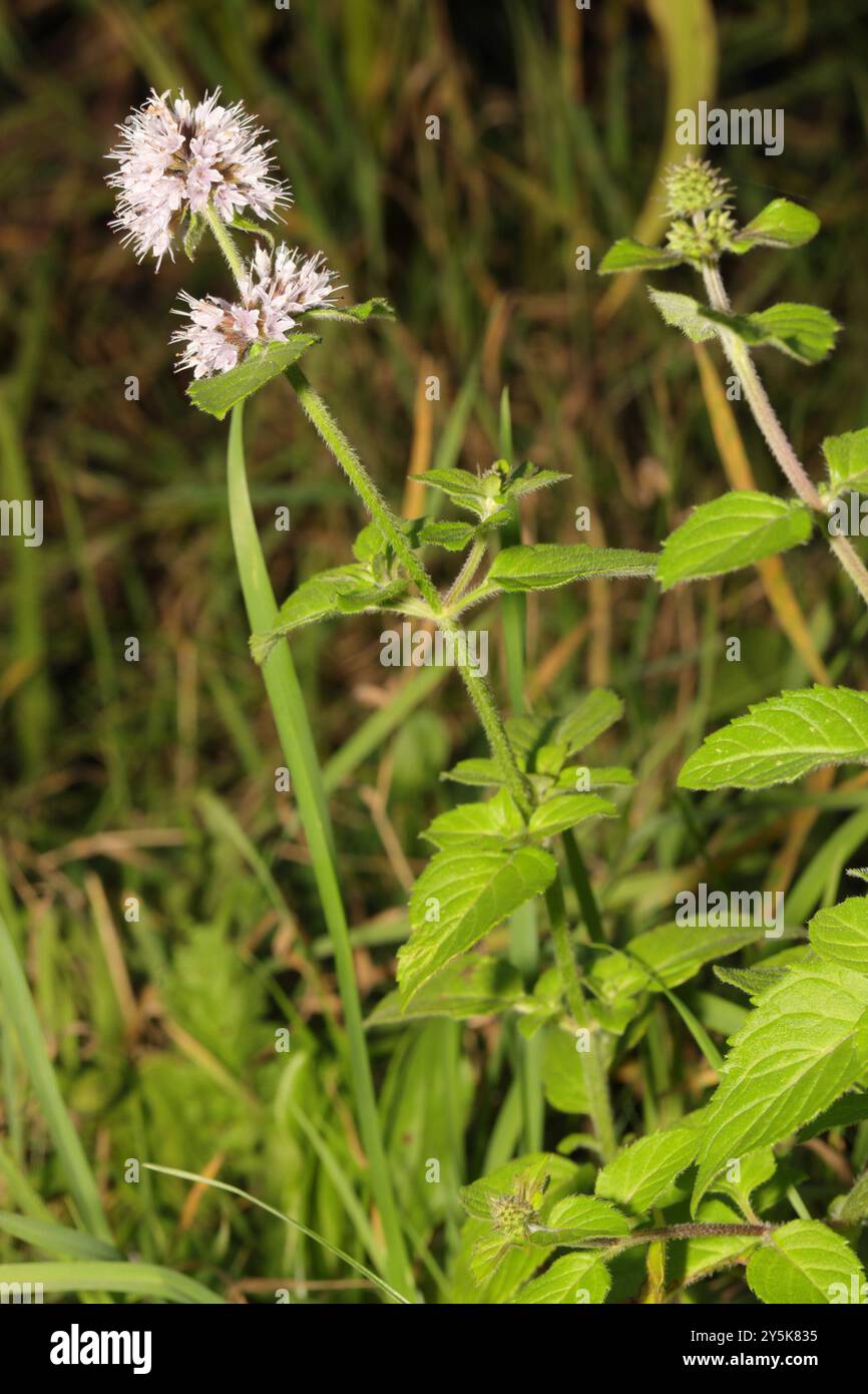 watermint (Mentha aquatica) Plantae Stock Photo - Alamy