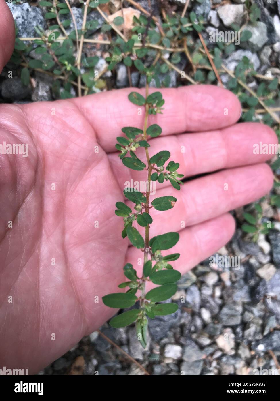Spotted spurge (Euphorbia maculata) Plantae Stock Photo - Alamy