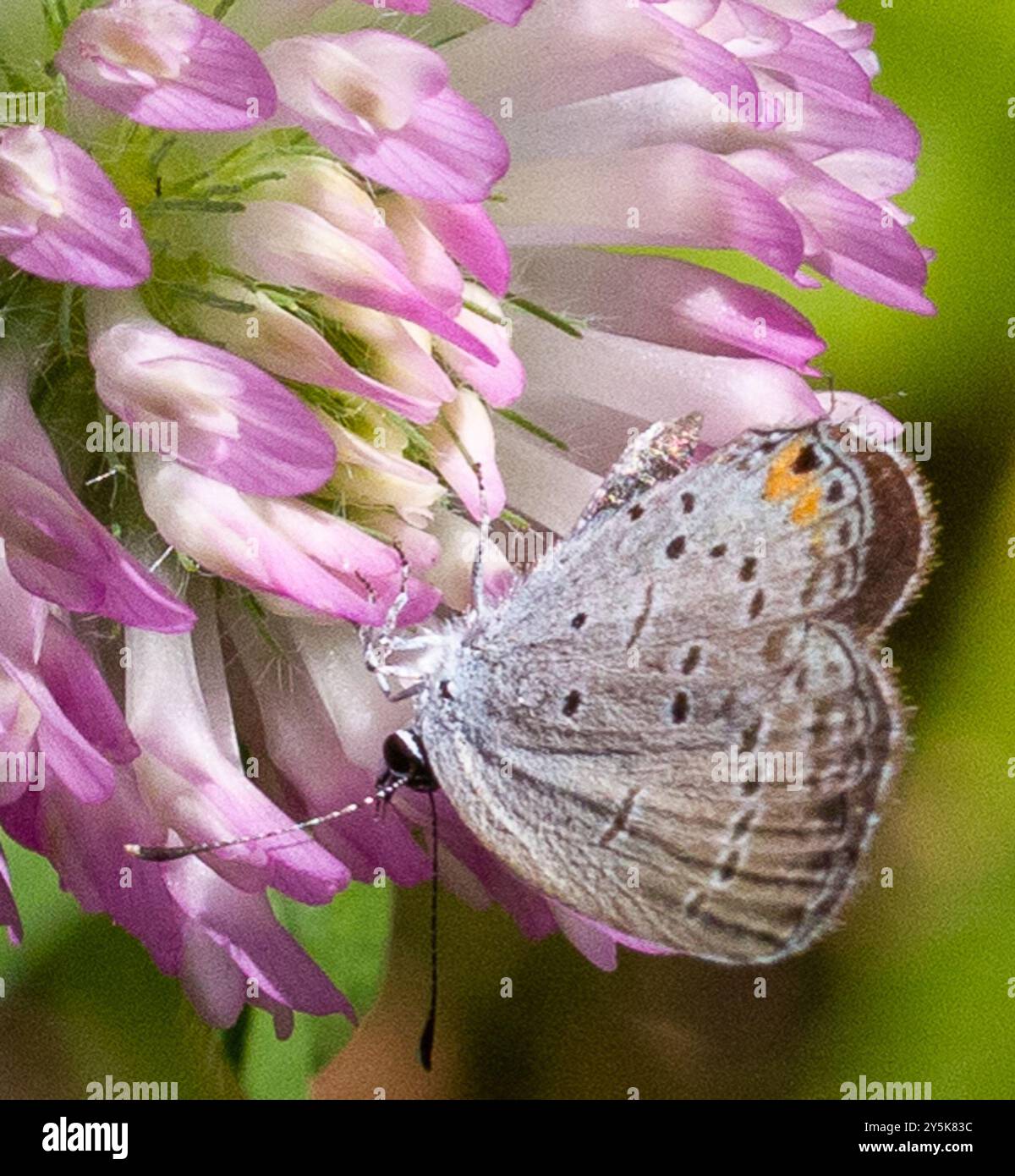 Eastern Tailed-Blue (Cupido comyntas) Insecta Stock Photo - Alamy