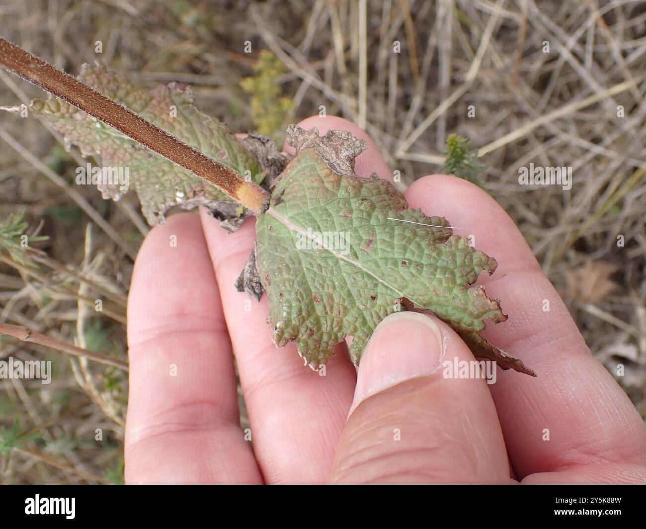 wild clary (Salvia verbenaca) Plantae Stock Photo - Alamy