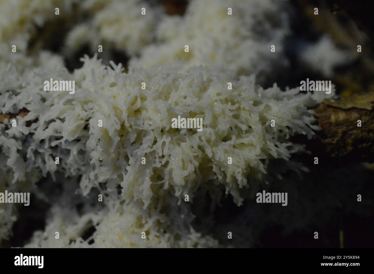 slime molds (Mycetozoa) Protozoa Stock Photo - Alamy