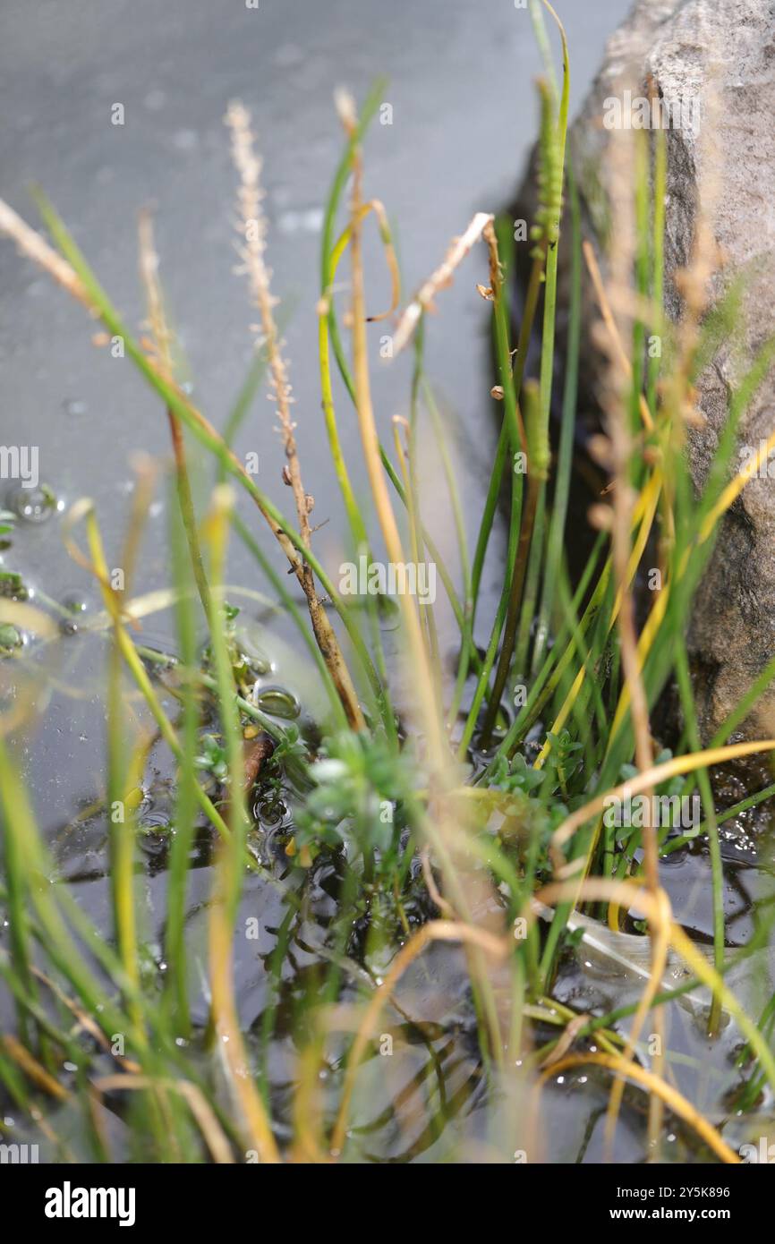 common arrowgrass (Triglochin maritima) Plantae Stock Photo - Alamy