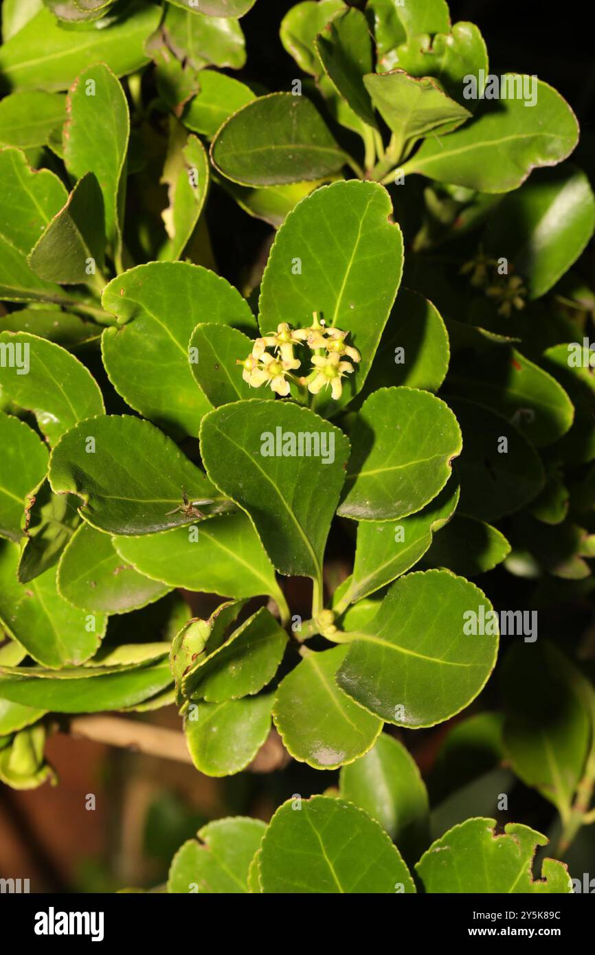 Japanese spindle tree (Euonymus japonicus) Plantae Stock Photo - Alamy
