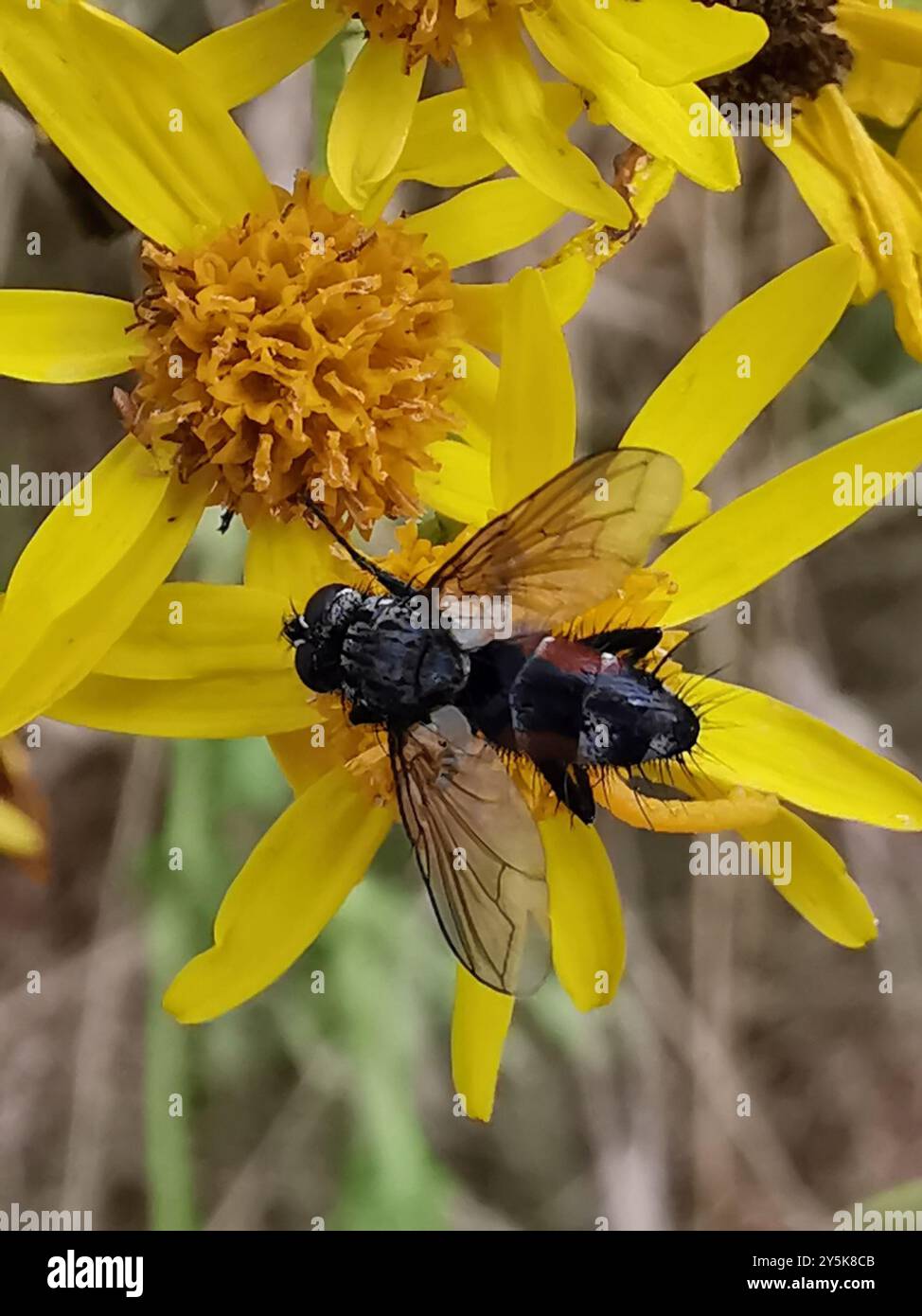 Red Spotted Parasite Fly (Eriothrix rufomaculata) Insecta Stock Photo ...