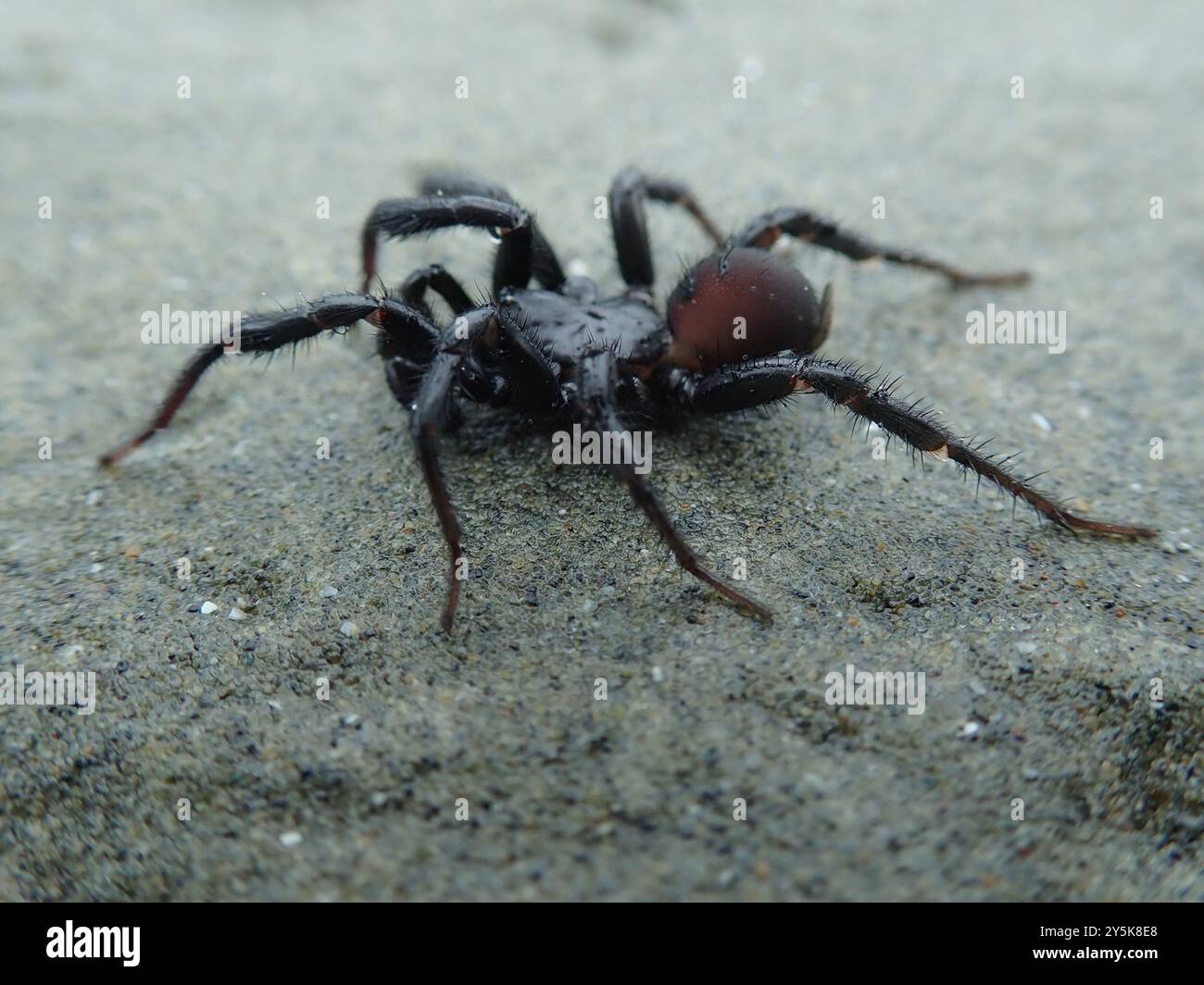 Pacific Foldingdoor Spider (Antrodiaetus pacificus) Arachnida Stock ...