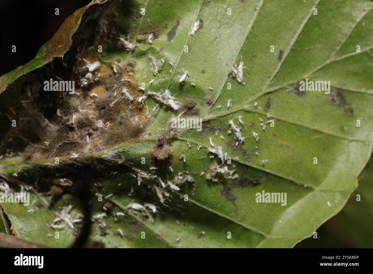 Woolly Beech Aphid (Phyllaphis fagi) Insecta Stock Photo - Alamy