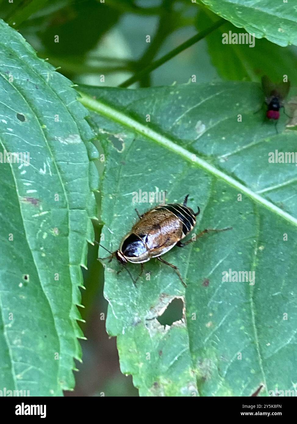Forest Cockroach (Ectobius sylvestris) Insecta Stock Photo - Alamy