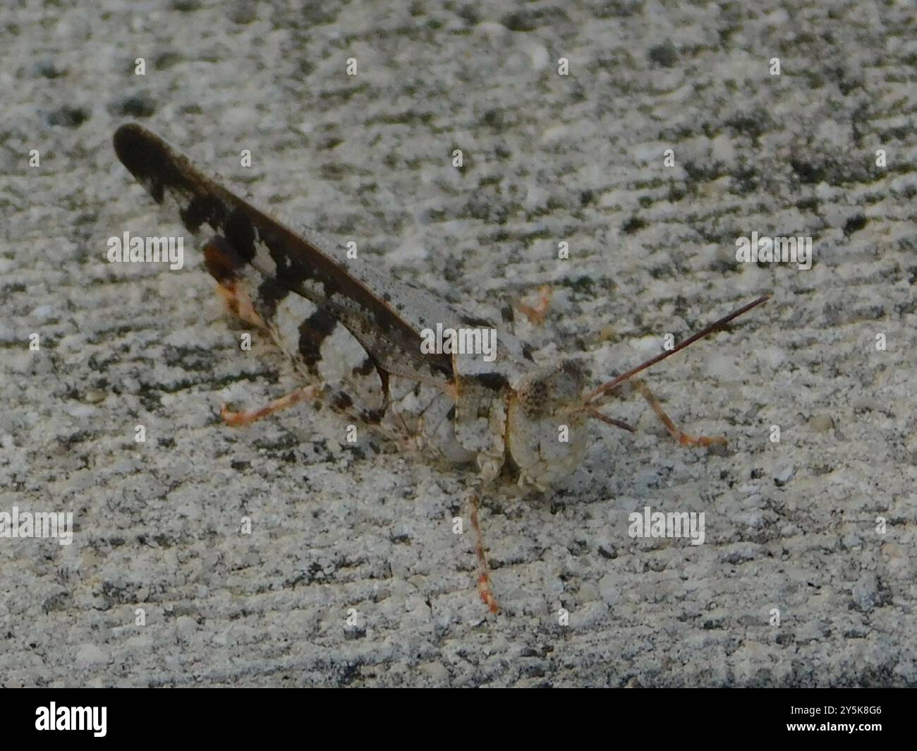 Southern Marbled Grasshopper (Spharagemon marmoratum pictum) Insecta ...