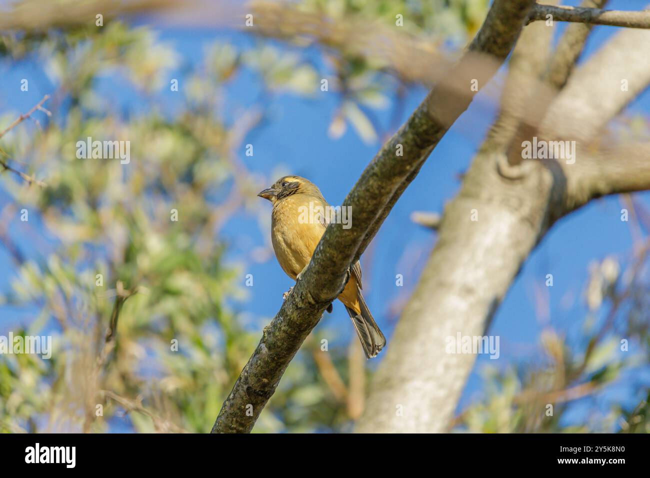 Pico dorado hi-res stock photography and images - Alamy