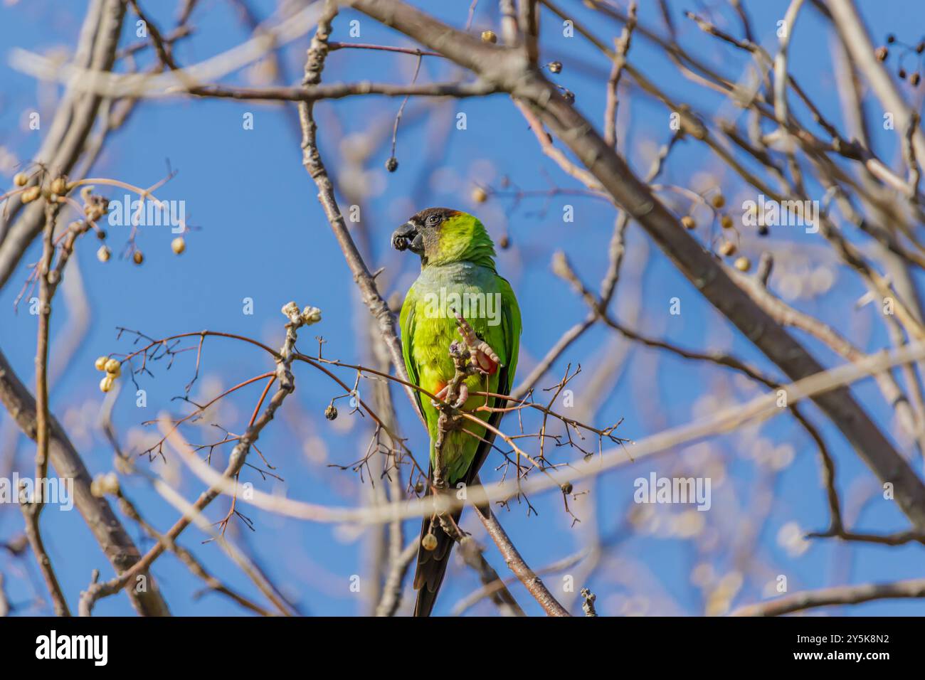 Nanday parakeet (Aratinga nenday) eating chinaberry tree seeds Stock ...