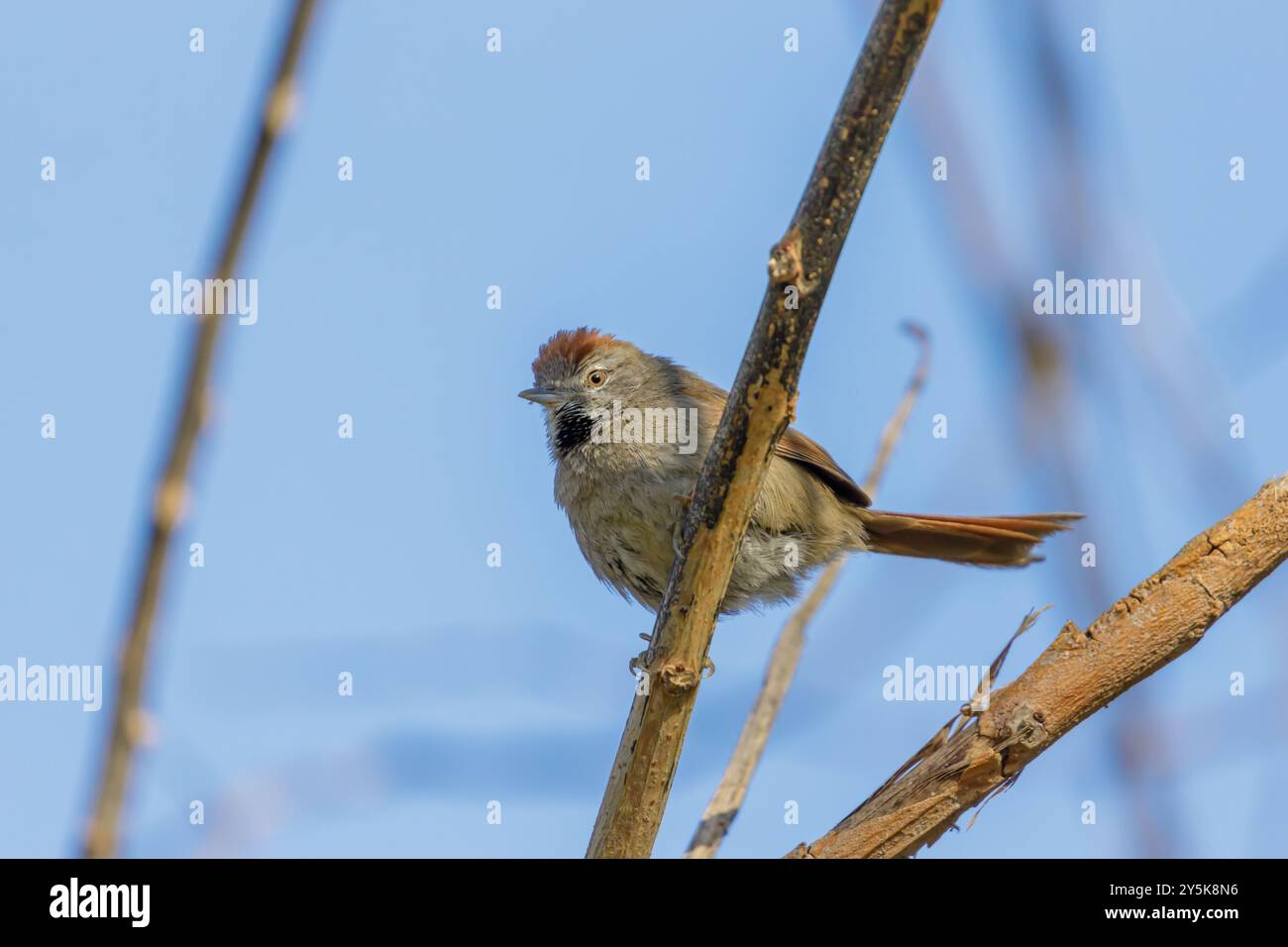 Sooty-fronted spinetail (Synallaxis frontalis) perched on a tree branch ...