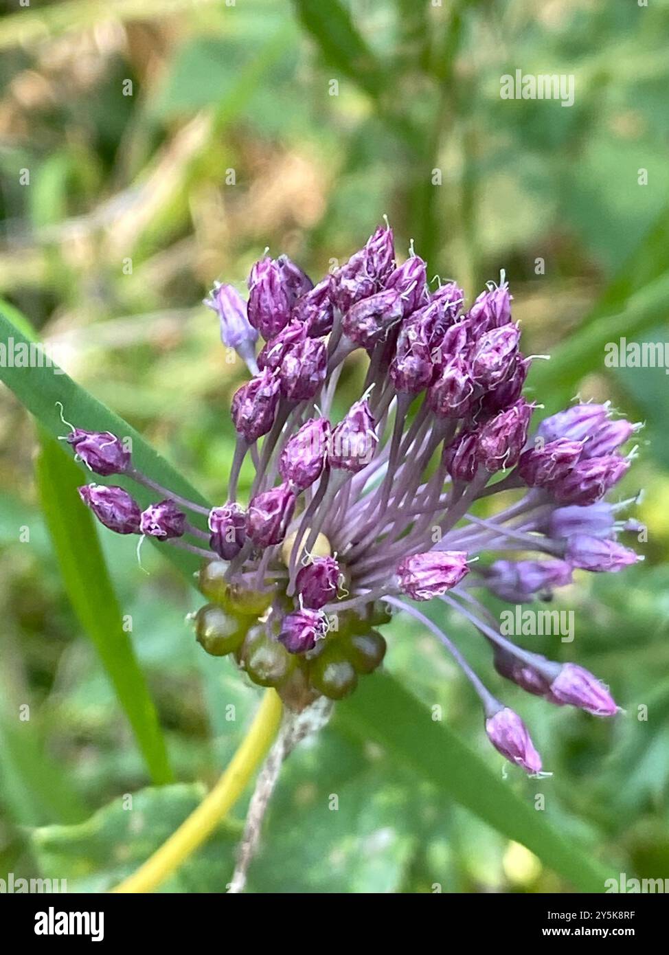 wild garlic (Allium vineale) Plantae Stock Photo - Alamy