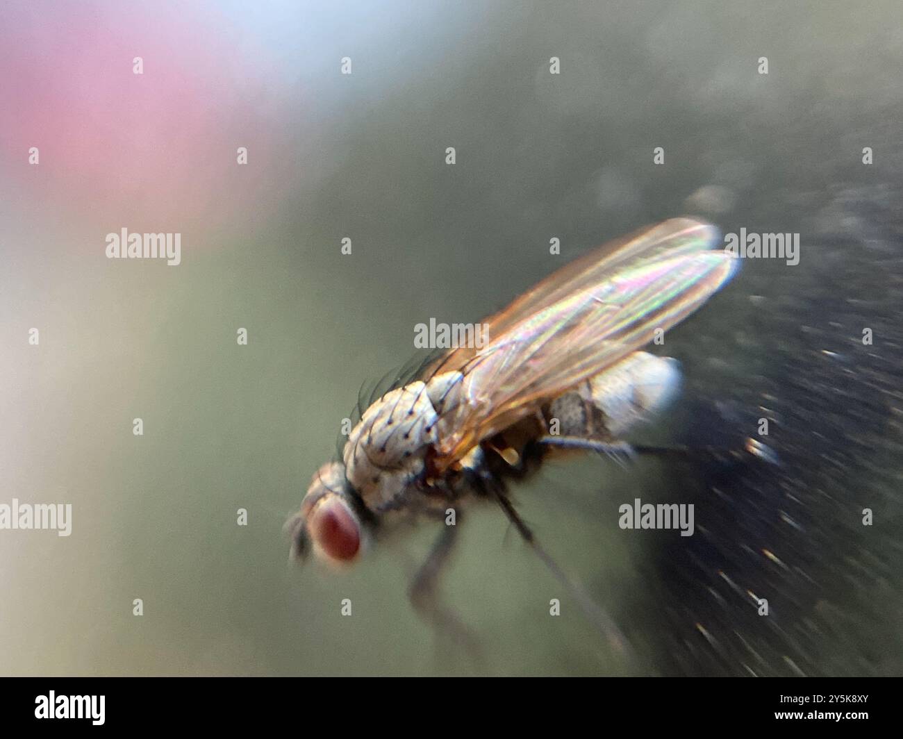 Root-maggot Flies (Anthomyiidae) Insecta Stock Photo - Alamy