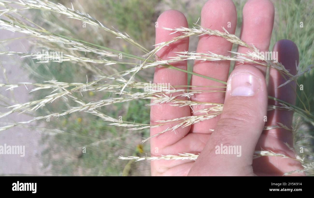 Sand Reedgrass (Sporobolus rigidus) Plantae Stock Photo - Alamy