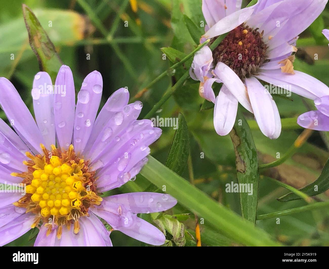 New York aster (Symphyotrichum novi-belgii) Plantae Stock Photo - Alamy