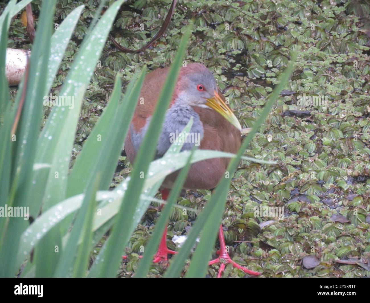 Giant Wood-Rail (Aramides ypecaha) Aves Stock Photo - Alamy