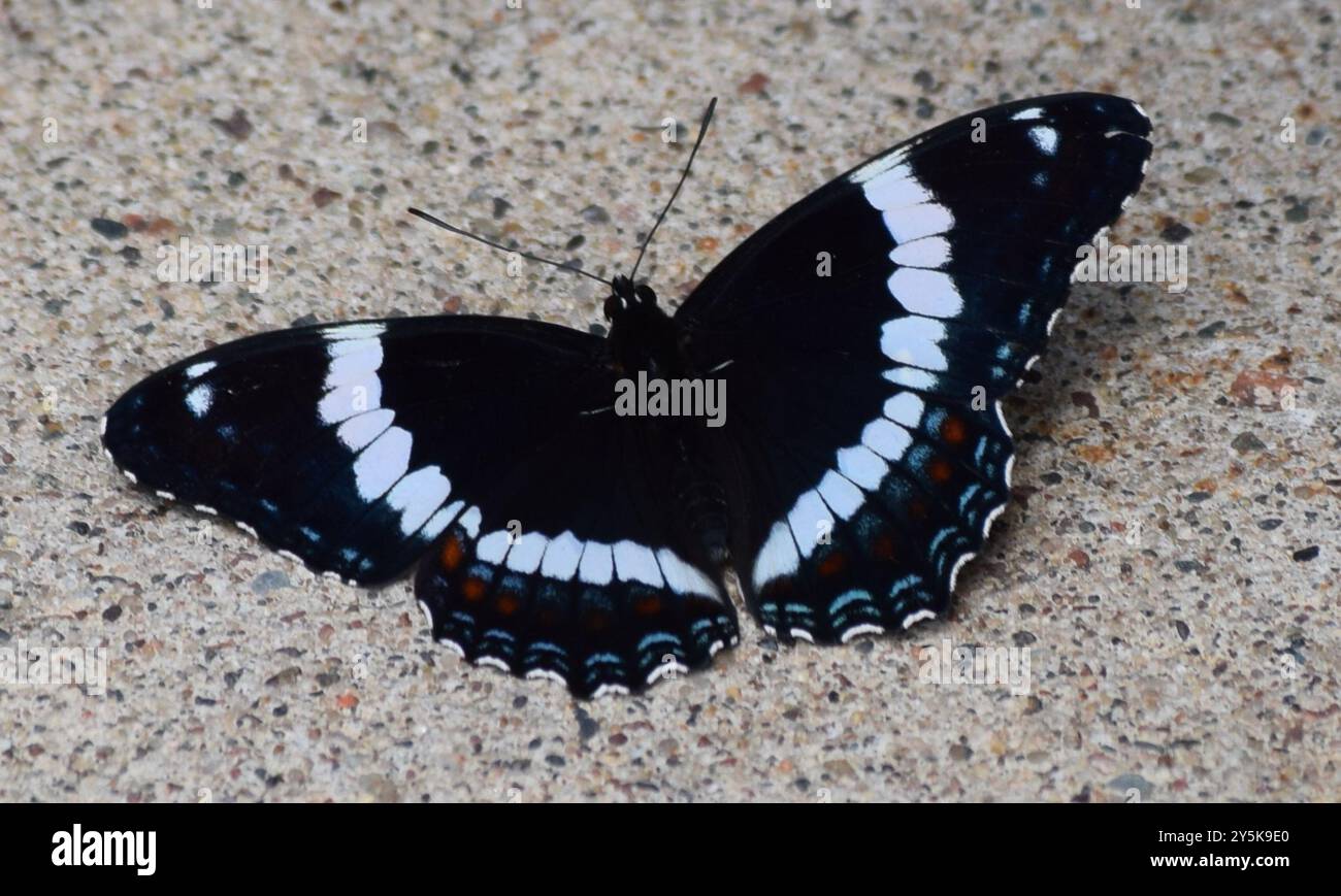 American White Admiral (Limenitis arthemis arthemis) Insecta Stock ...