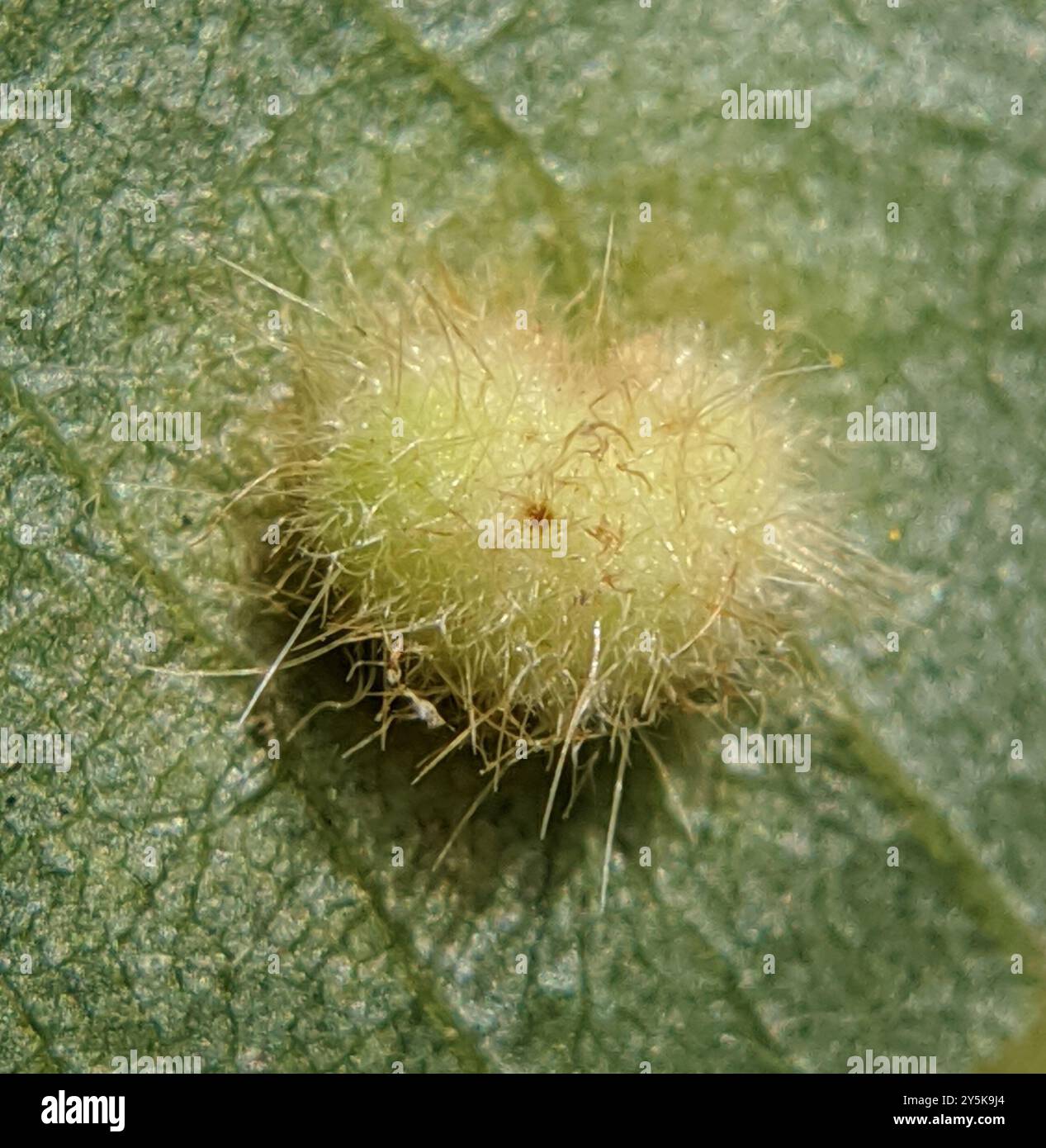 Hickory Placenta Gall Midge (Caryomyia thompsoni) Insecta Stock Photo ...