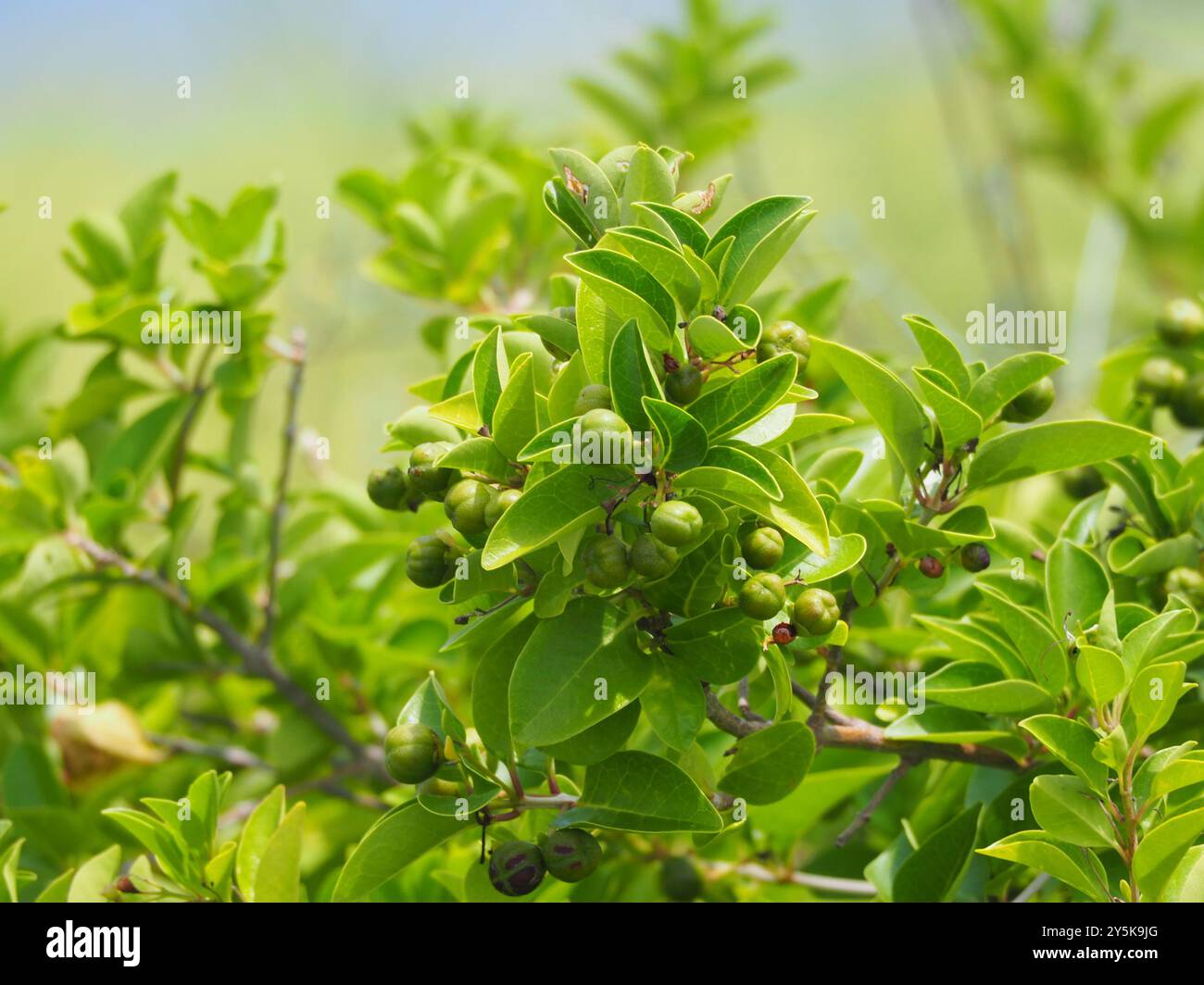 scrambling clerodendrum (Volkameria inermis) Plantae Stock Photo - Alamy