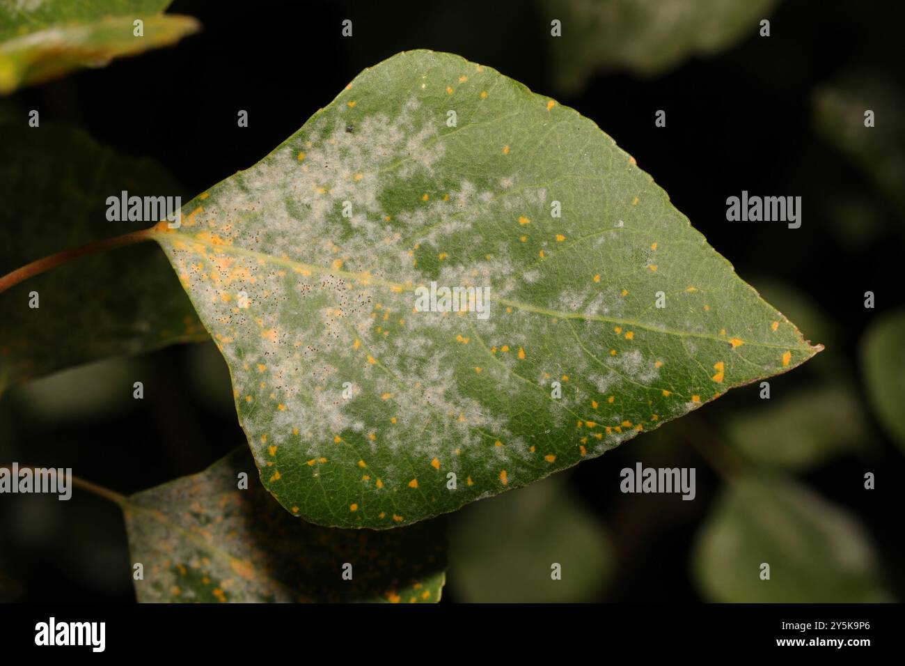 (Erysiphe adunca) Fungi Stock Photo - Alamy