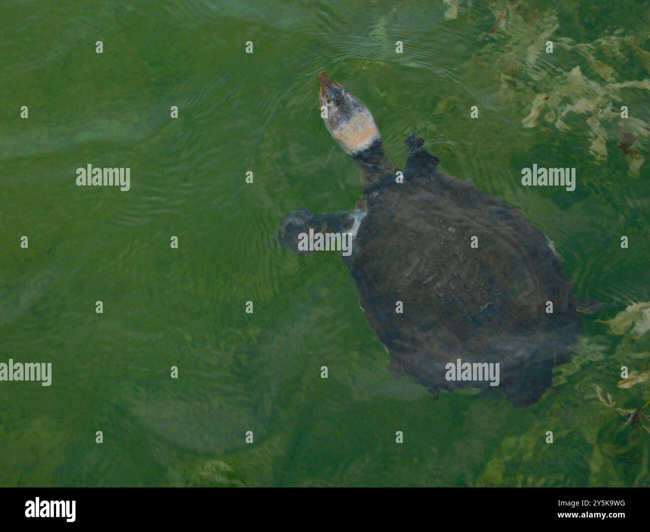 Florida Softshell Turtle (Apalone ferox) Reptilia Stock Photo - Alamy