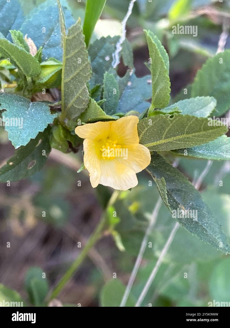 Cuban jute (Sida rhombifolia) Plantae Stock Photo - Alamy