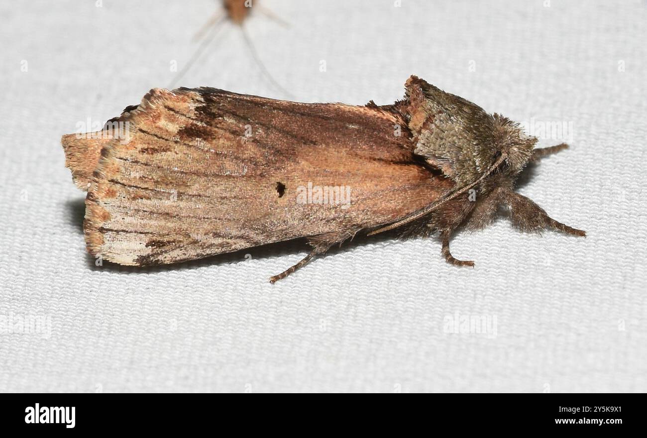 Red-humped Caterpillar Moth (Oedemasia concinna) Insecta Stock Photo ...
