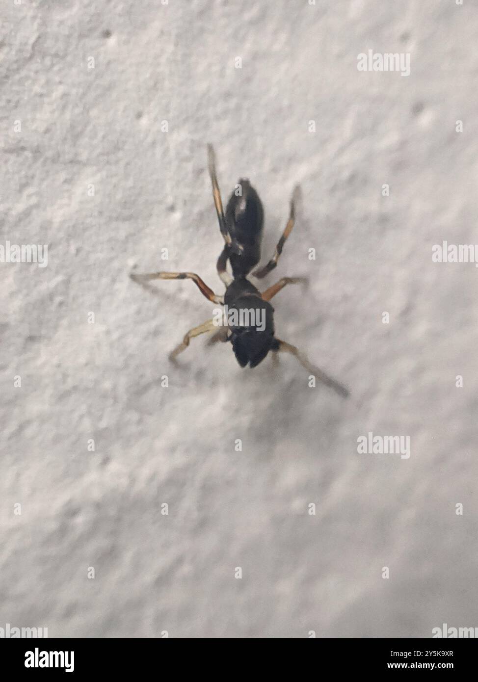(Myrmarachne formicaria) Arachnida Stock Photo - Alamy