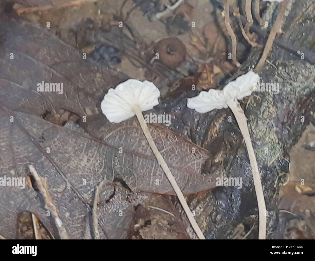 pinwheel family (Marasmiaceae) Fungi Stock Photo - Alamy
