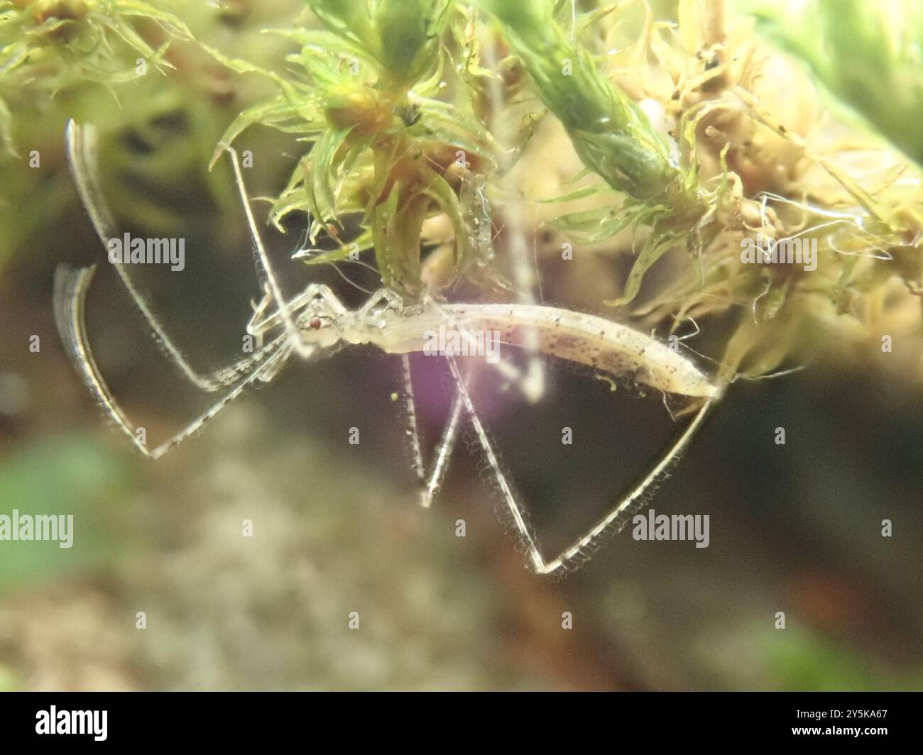 Thread legged bugs hi-res stock photography and images - Alamy