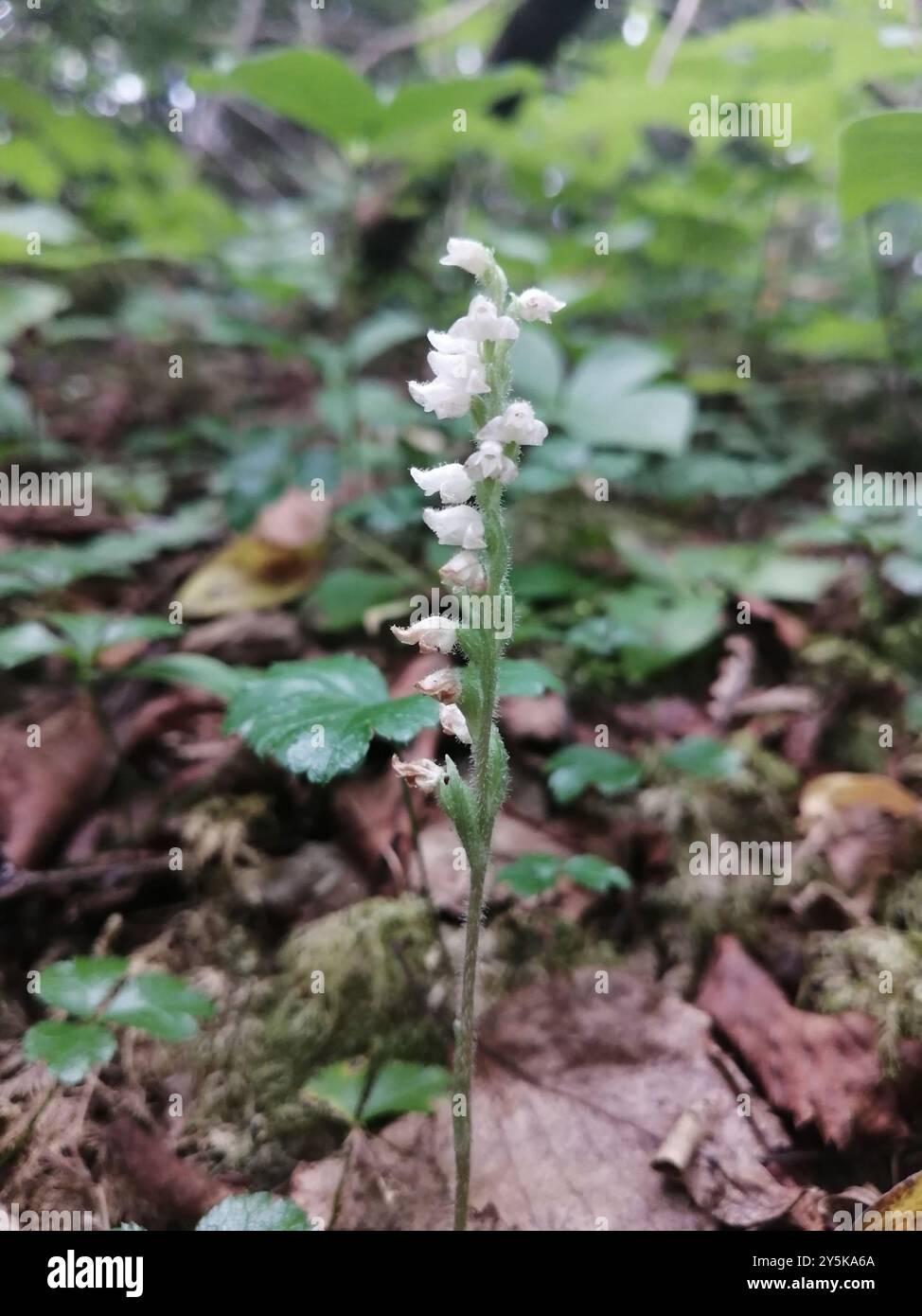 checkered rattlesnake plantain (Goodyera tesselata) Plantae Stock Photo ...