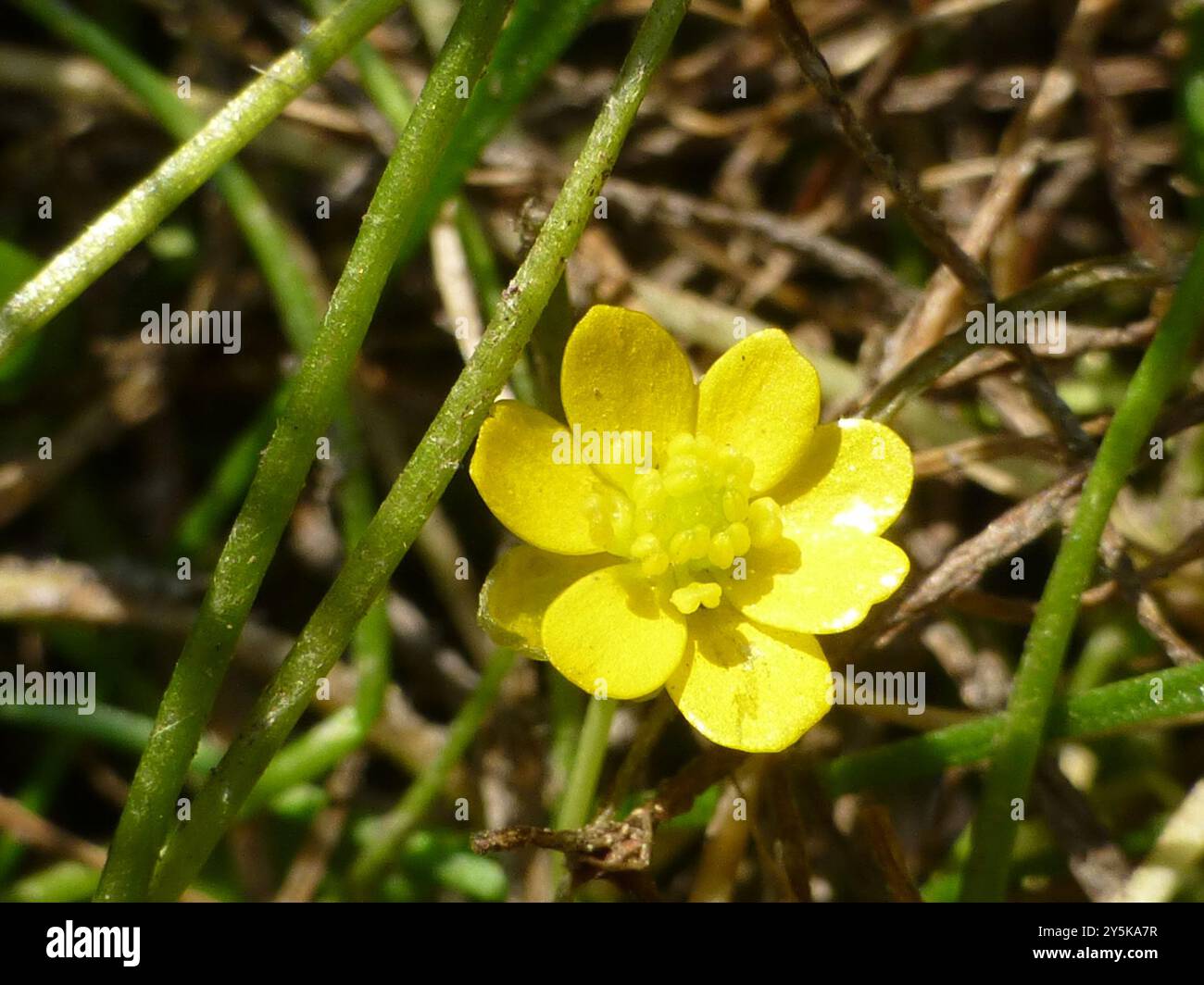 Plantainleaf Buttercup (Ranunculus alismifolius) Plantae Stock Photo ...