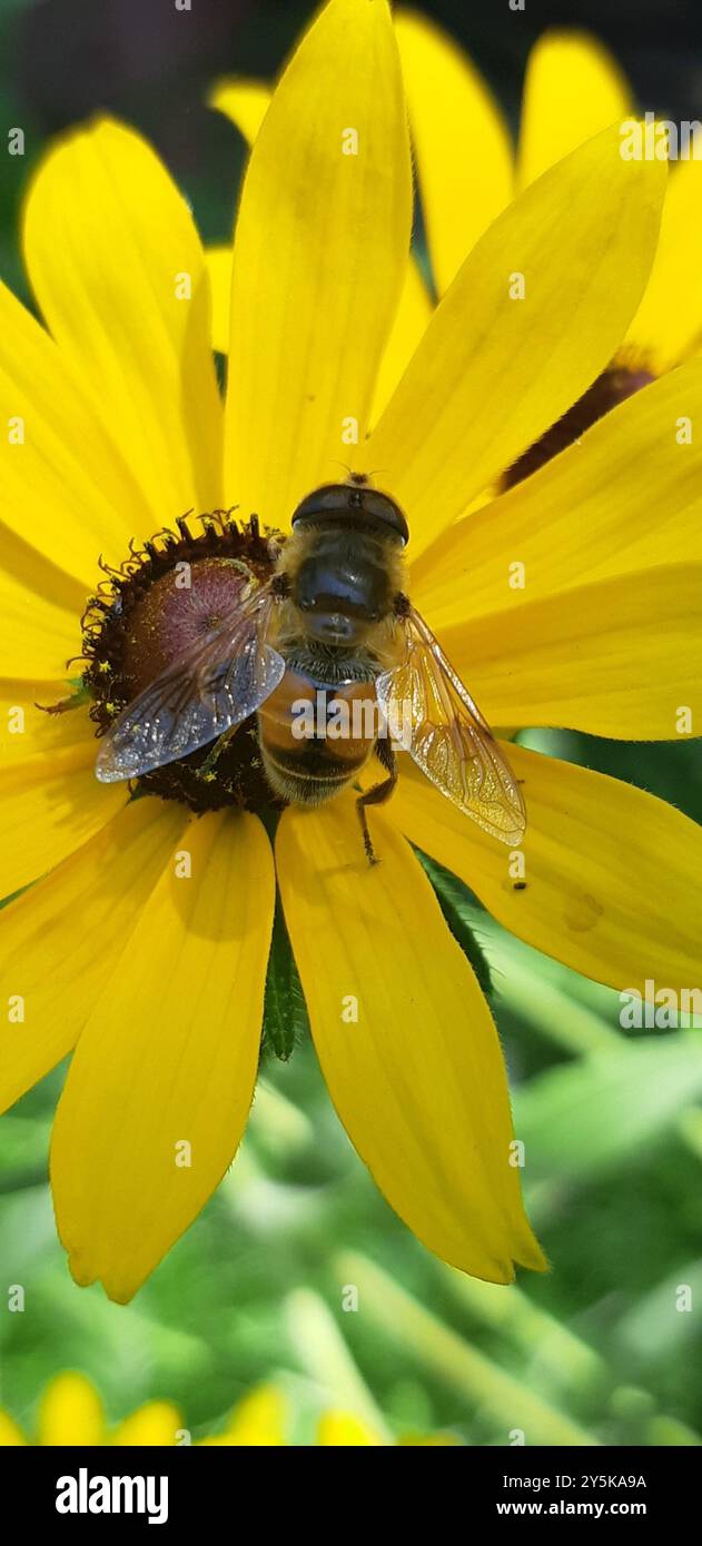 Common Drone Fly (Eristalis tenax) Insecta Stock Photo - Alamy