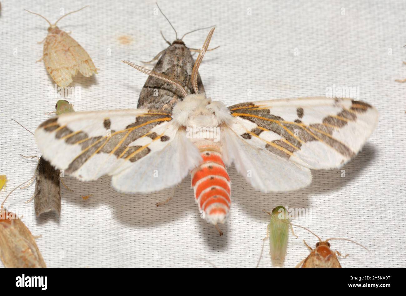 Red tailed moth hi-res stock photography and images - Alamy
