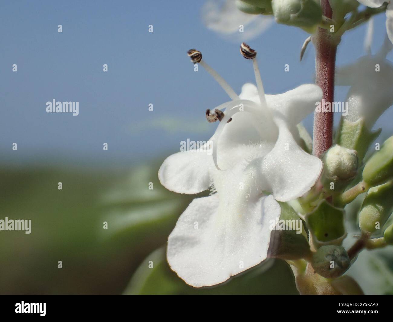 Beach Vitex (Vitex rotundifolia) Plantae Stock Photo - Alamy