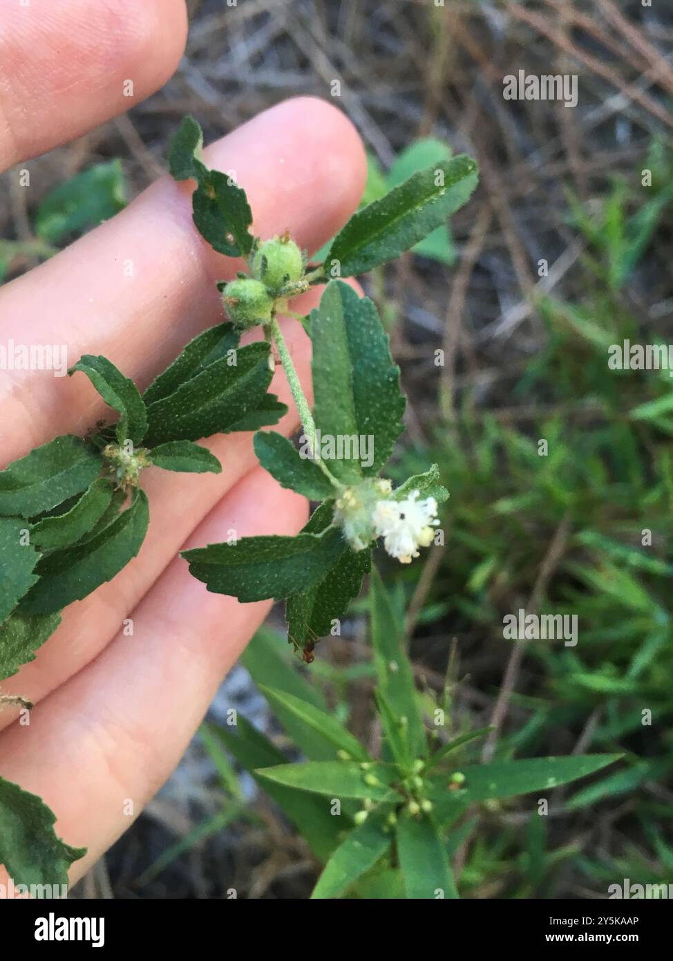 Tropic Croton (Croton glandulosus) Plantae Stock Photo - Alamy