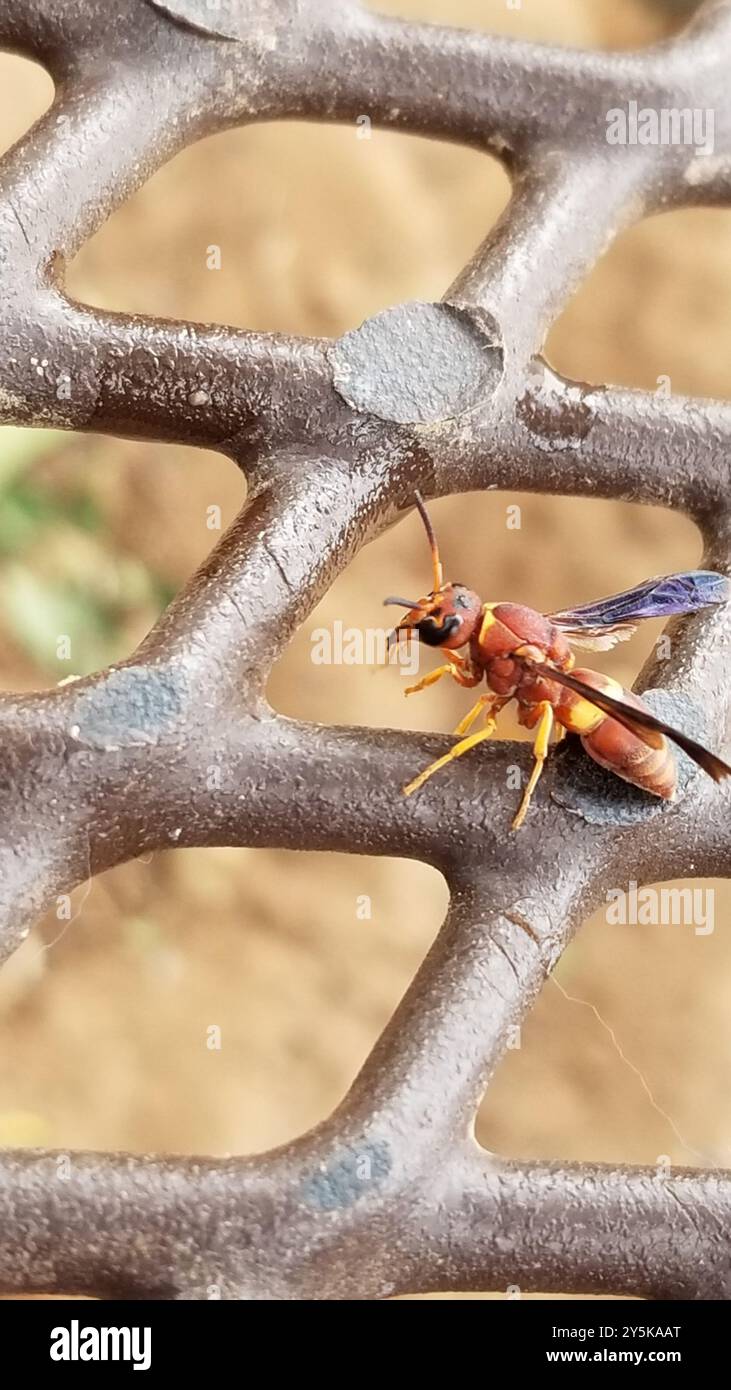 Water-walking wasp (Euodynerus crypticus) Insecta Stock Photo - Alamy