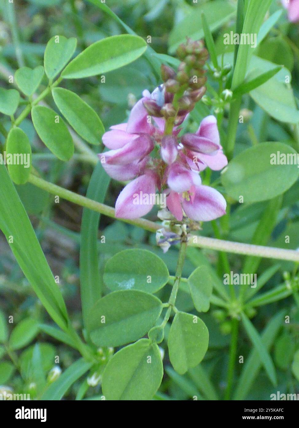 legumes (Fabaceae) Plantae Stock Photo - Alamy