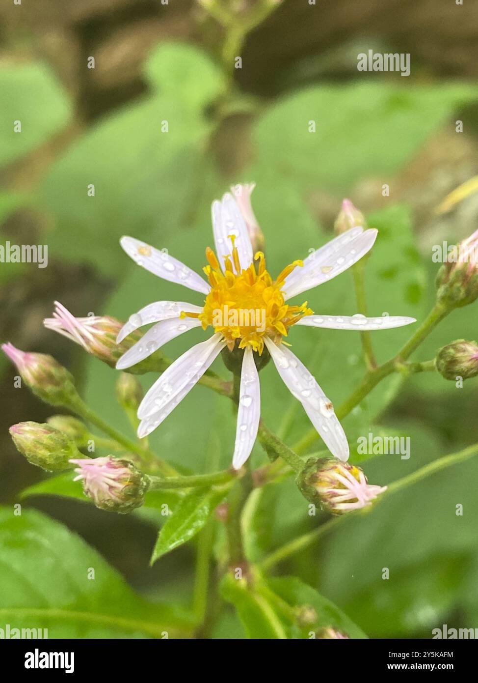large-leaved aster (Eurybia macrophylla) Plantae Stock Photo - Alamy