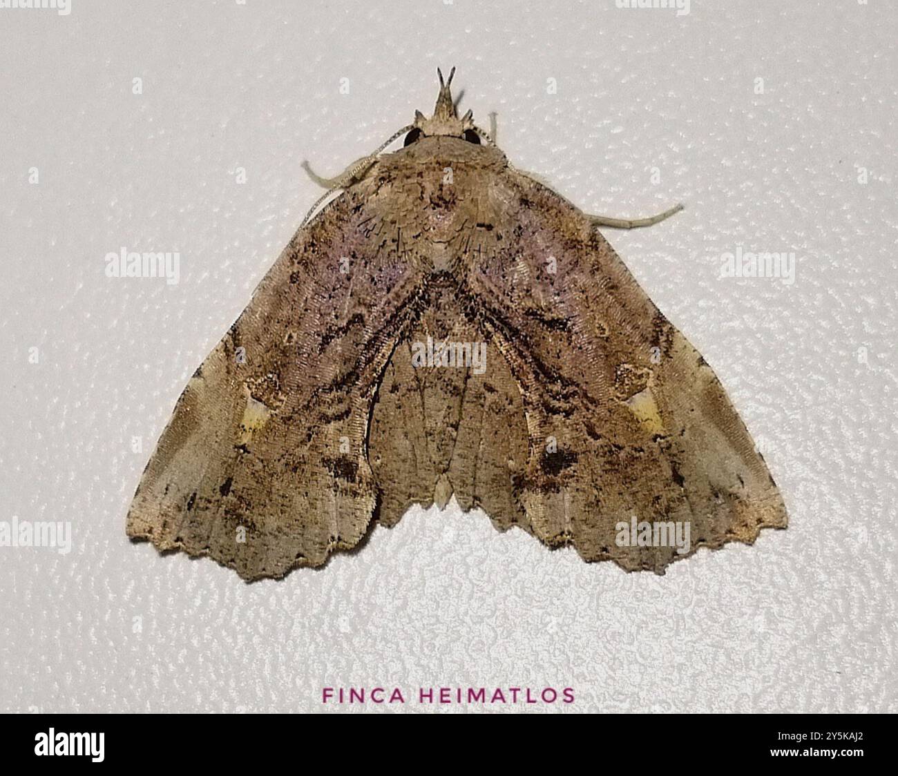 Oroscopa hi-res stock photography and images - Alamy