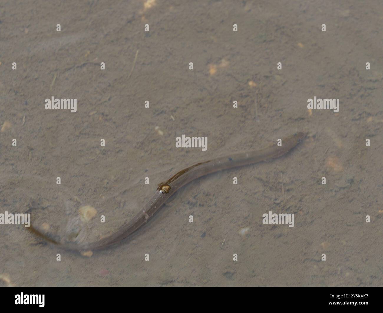 American Eel (Anguilla rostrata) Actinopterygii Stock Photo - Alamy