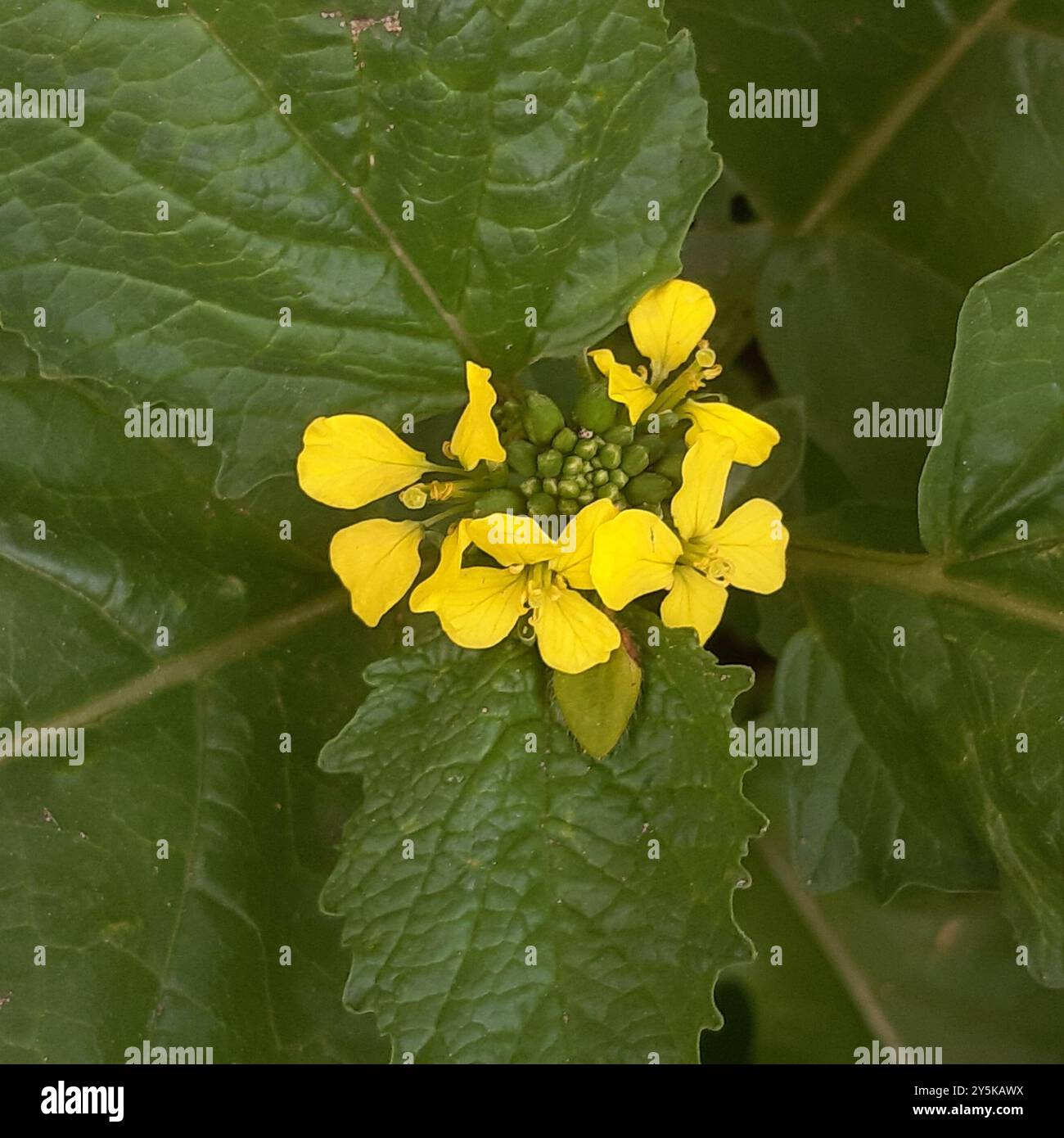 charlock (Mutarda arvensis) Plantae Stock Photo - Alamy