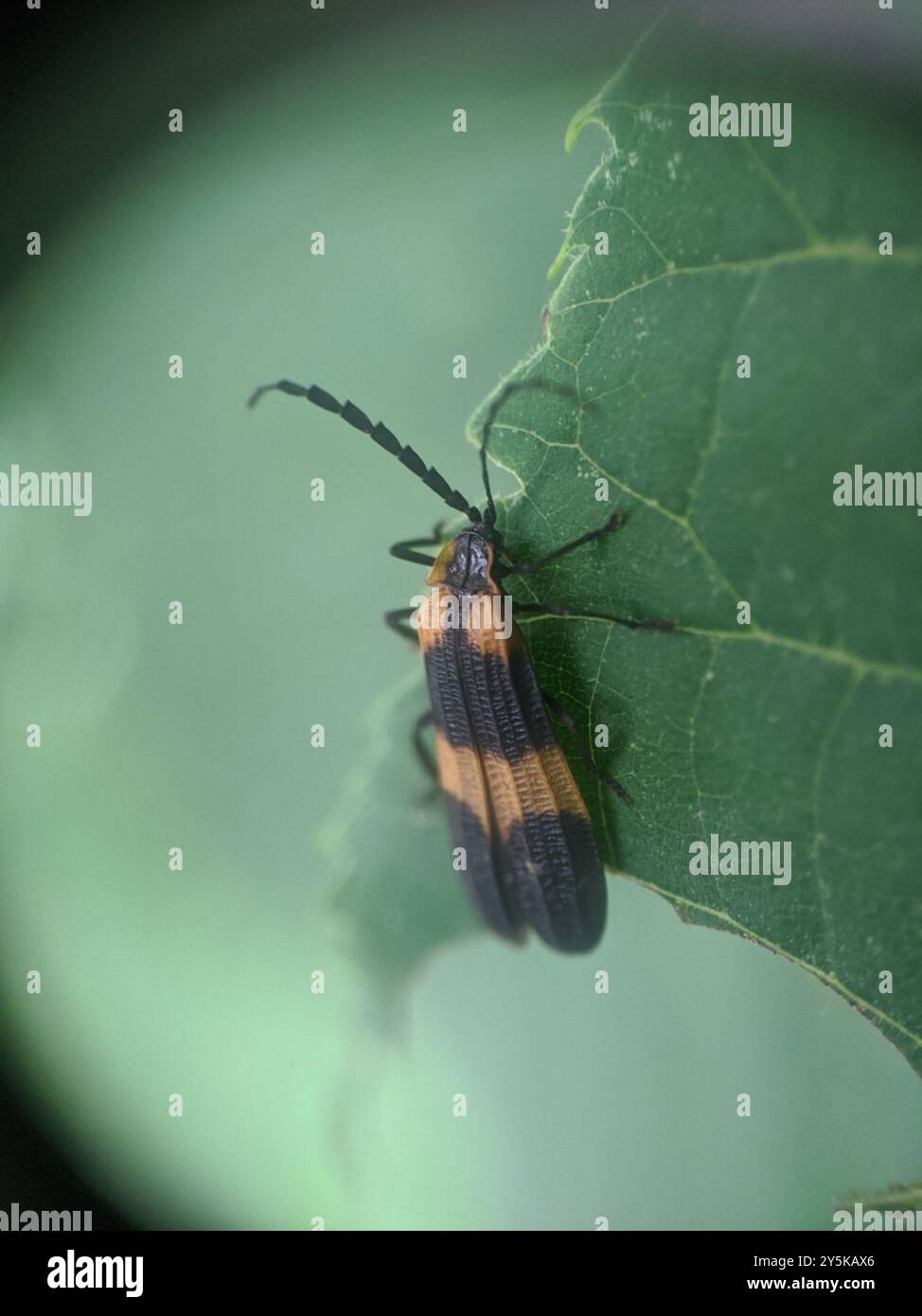 Reticulated Net-winged Beetle (Calopteron reticulatum) Insecta Stock ...