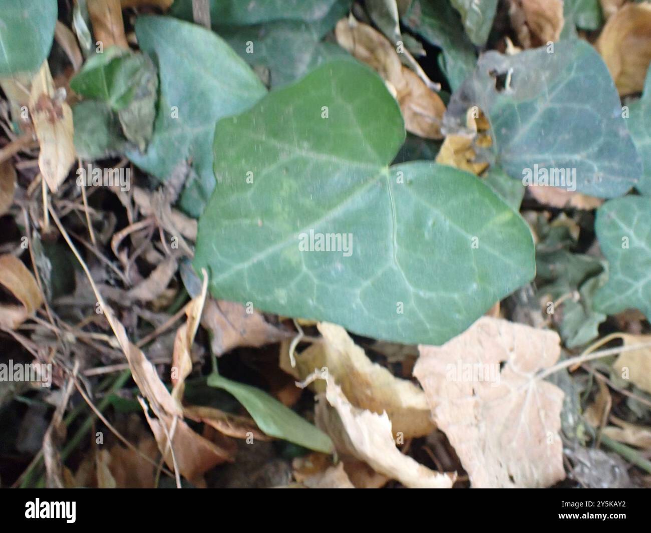 common ivy (Hedera helix) Plantae Stock Photo - Alamy